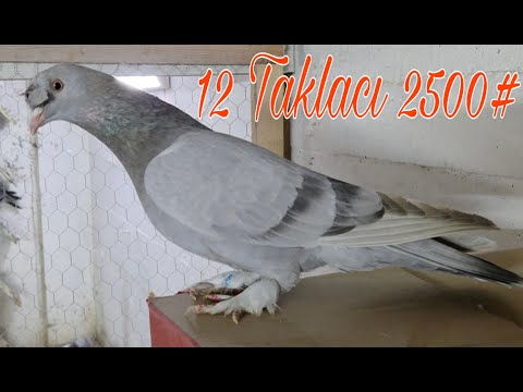 12 Taklacı Güvercin 2500 Pey.