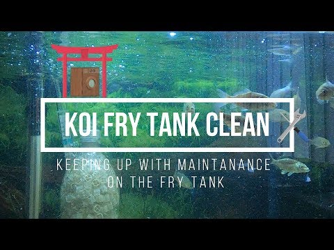 Maintenance On The Koi Fry Tank. Keeping up with all the simple tasks ...