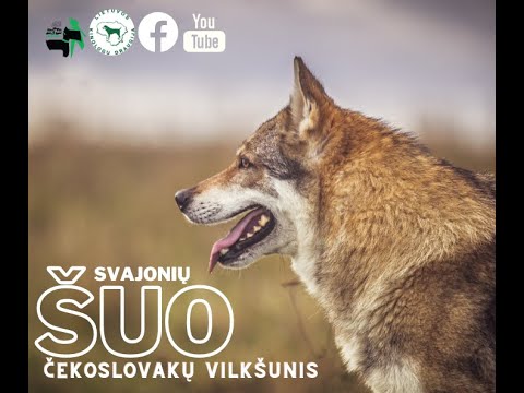 Svajonių šuo: čekoslovakų vilkšunis - YouTube