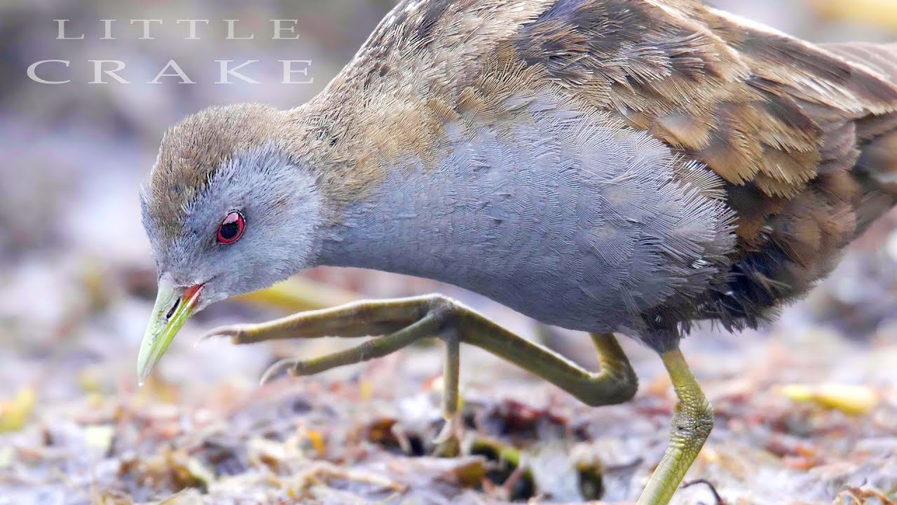 Little crake birds in the summer lake - YouTube