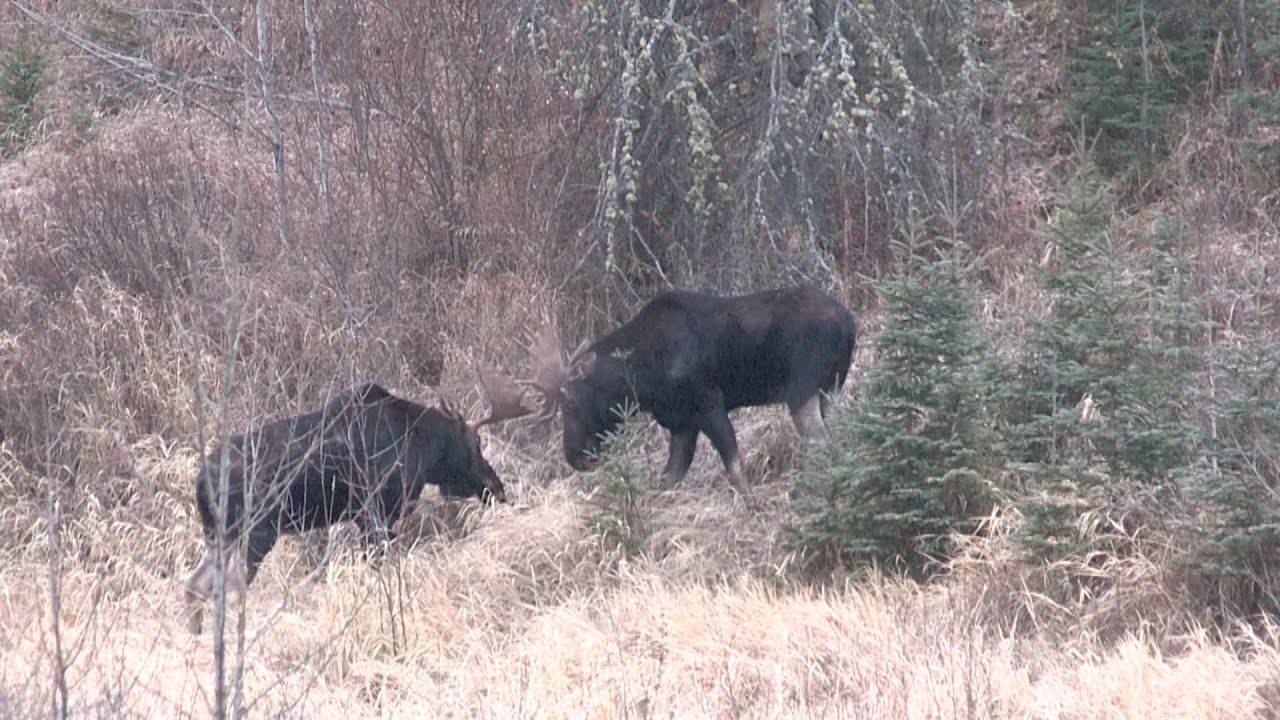 Bull moose fight - YouTube