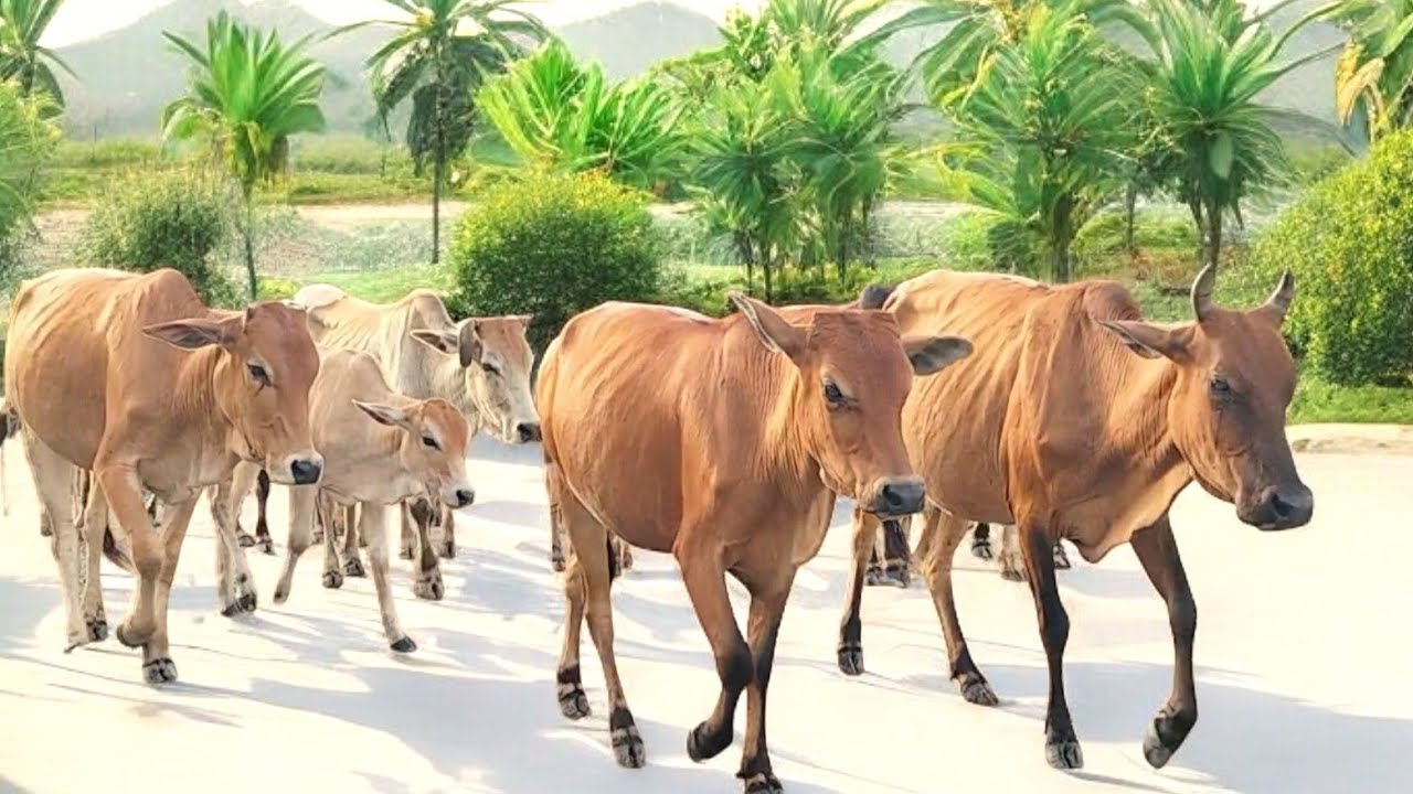 sapi sehat gemuk jinak dan sapi moo kampung mengembara di ladang manusia, sapi lucu, sapi sehat ...