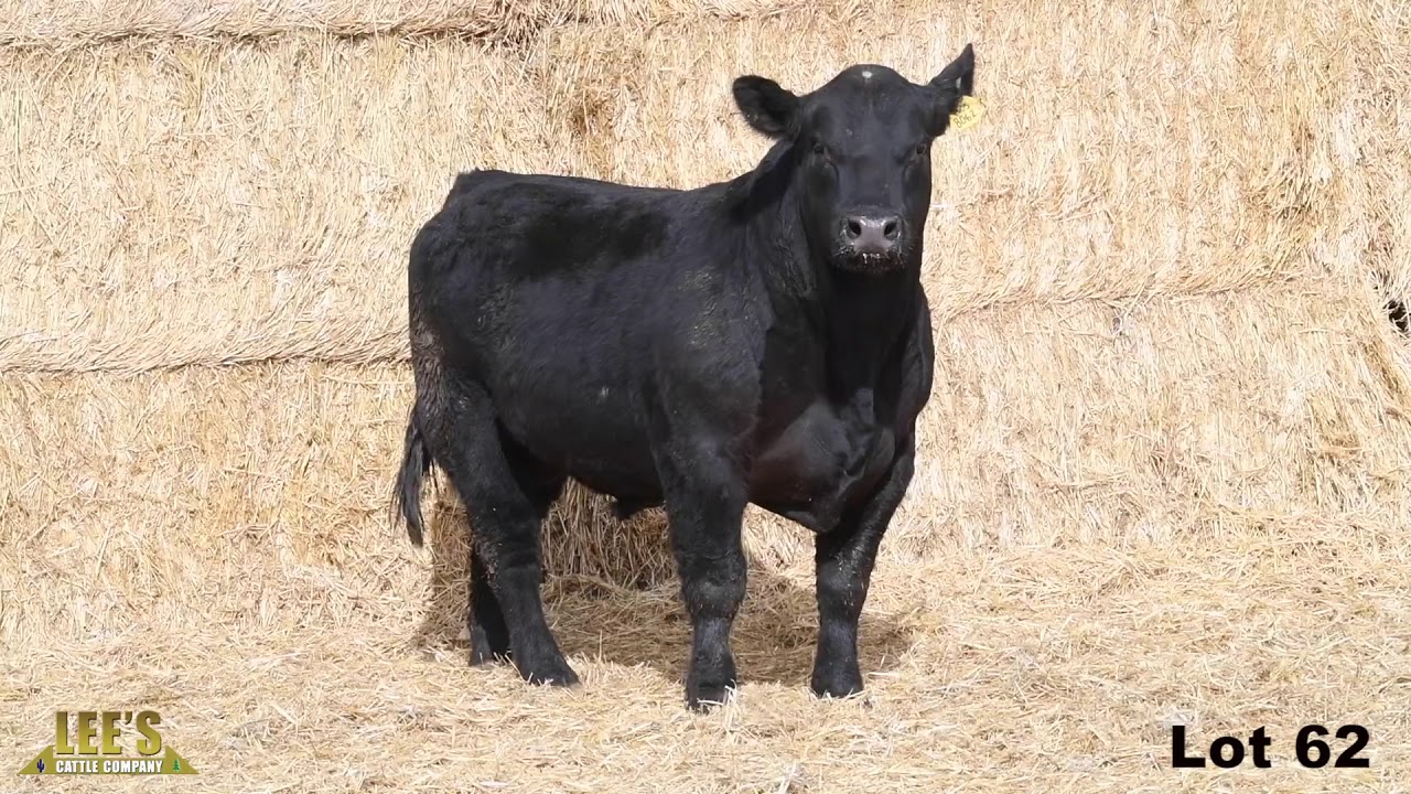Lee Cattle Co 2020 Lot 62 - YouTube