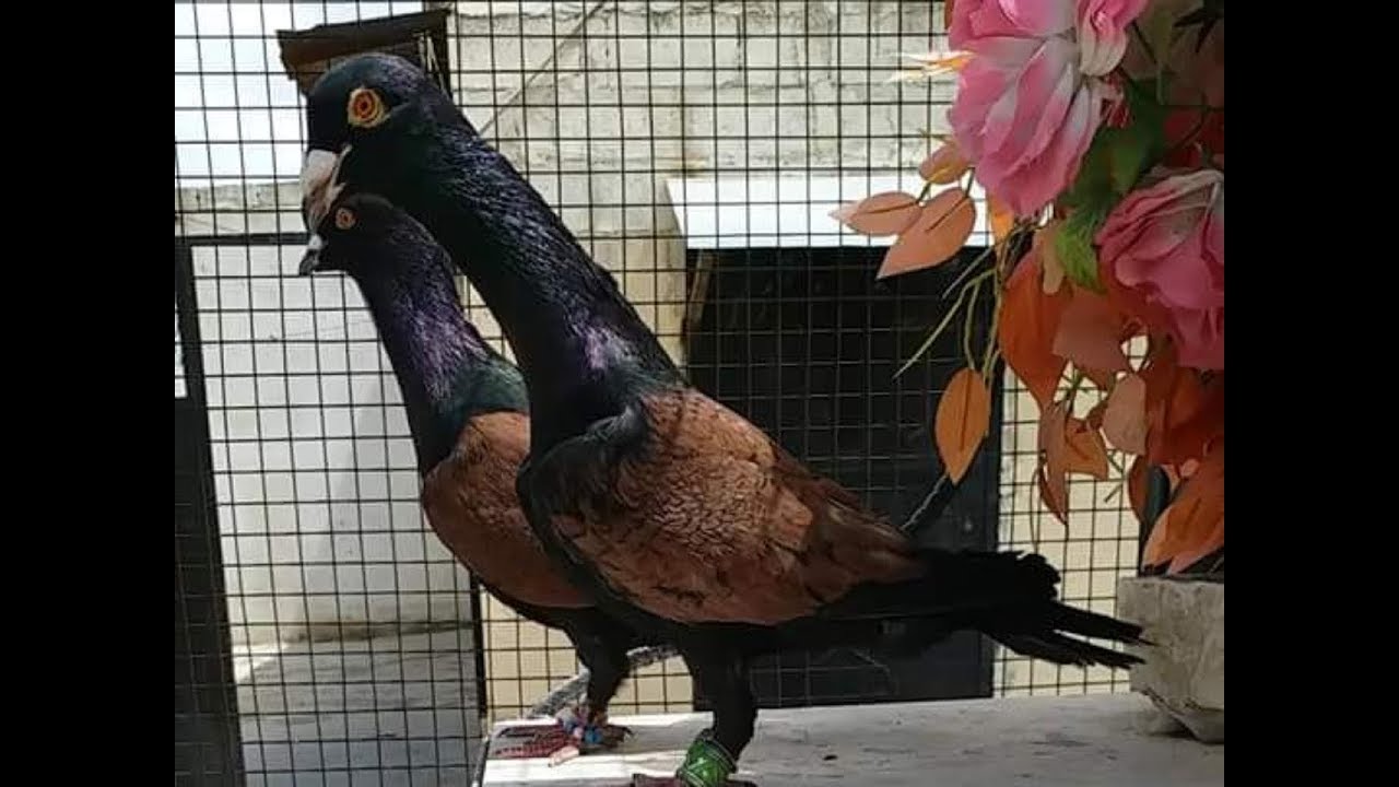 لعشاق القرنفلي الشمالي Pigeons Syrian Arab - YouTube