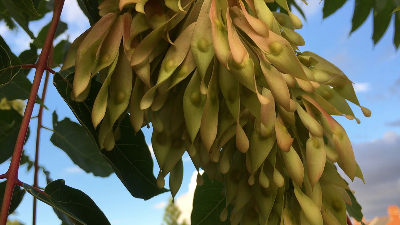 Tree of Heaven - samaras - August 2018 - YouTube