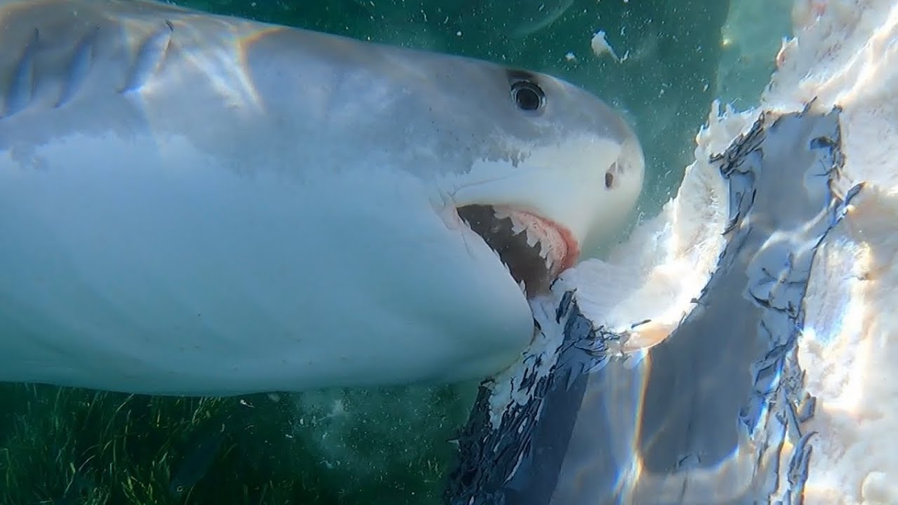Sharks feast on Whale Carcass Rottnest - YouTube