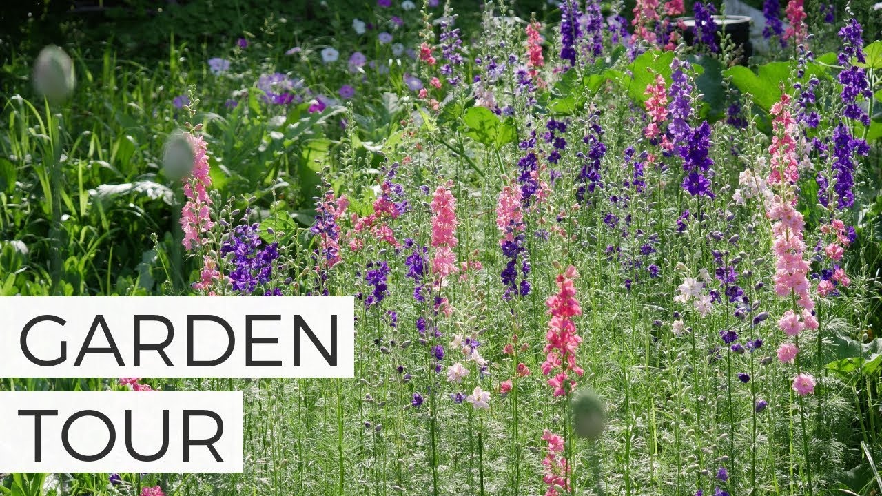 June Cut Flower Garden Tour - Zinnias, Larkspur, Pincushion Flowers ...