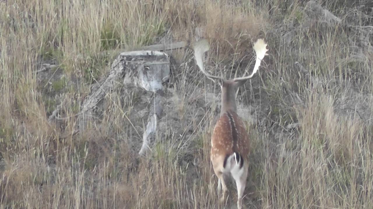 Black or ginger Fallow buck? - YouTube