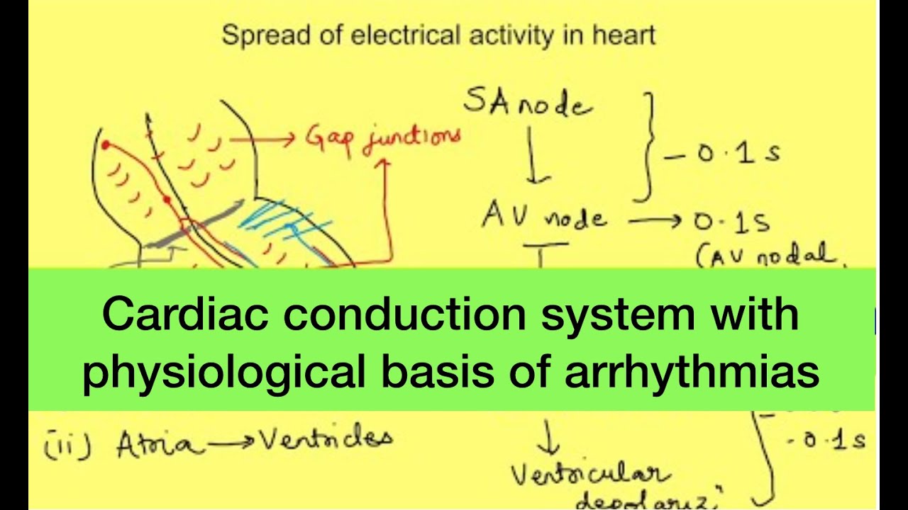 Conduction system of heart physiology I Cardiovascular system mbbs 1st ...