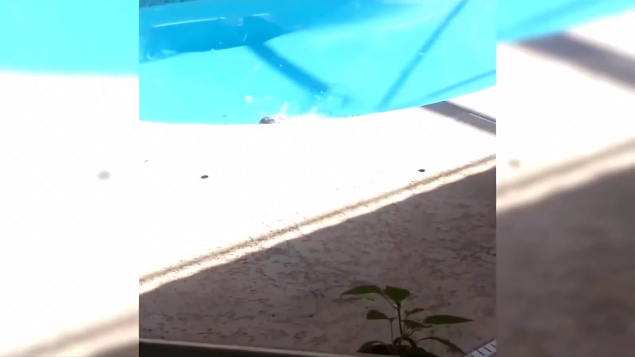 Try not to laugh| If you don’t laugh your a stone face god| Short video ...