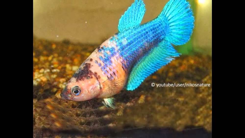 Beautiful turquoise marble/piebald Betta pair - YouTube