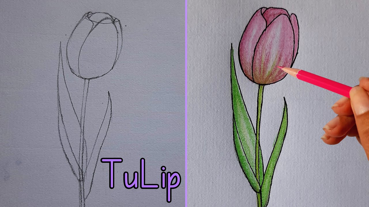 How to draw Tulip -Colors pencil/ Sinoun drawing - YouTube