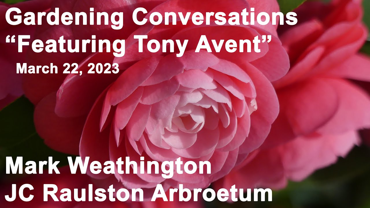 Gardening Conversations - "Featuring Tony Avent" - YouTube