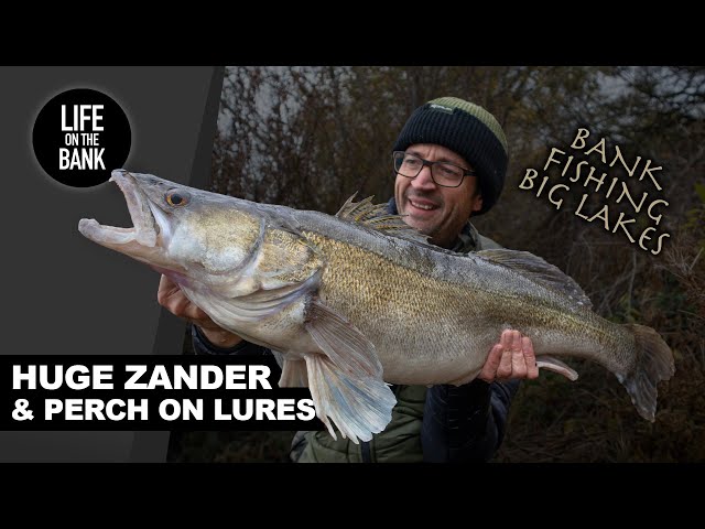 Zander Fish