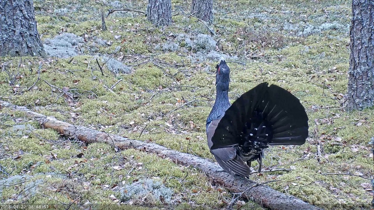 metsis 2018-04-22 08:48 - YouTube