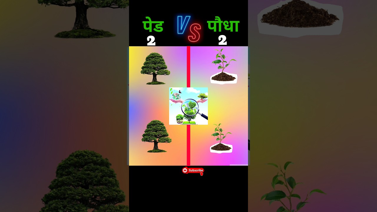 Ped VS Paudha Comparison#viral#shortfeed#comparison#dcmfacts25#tree# ...