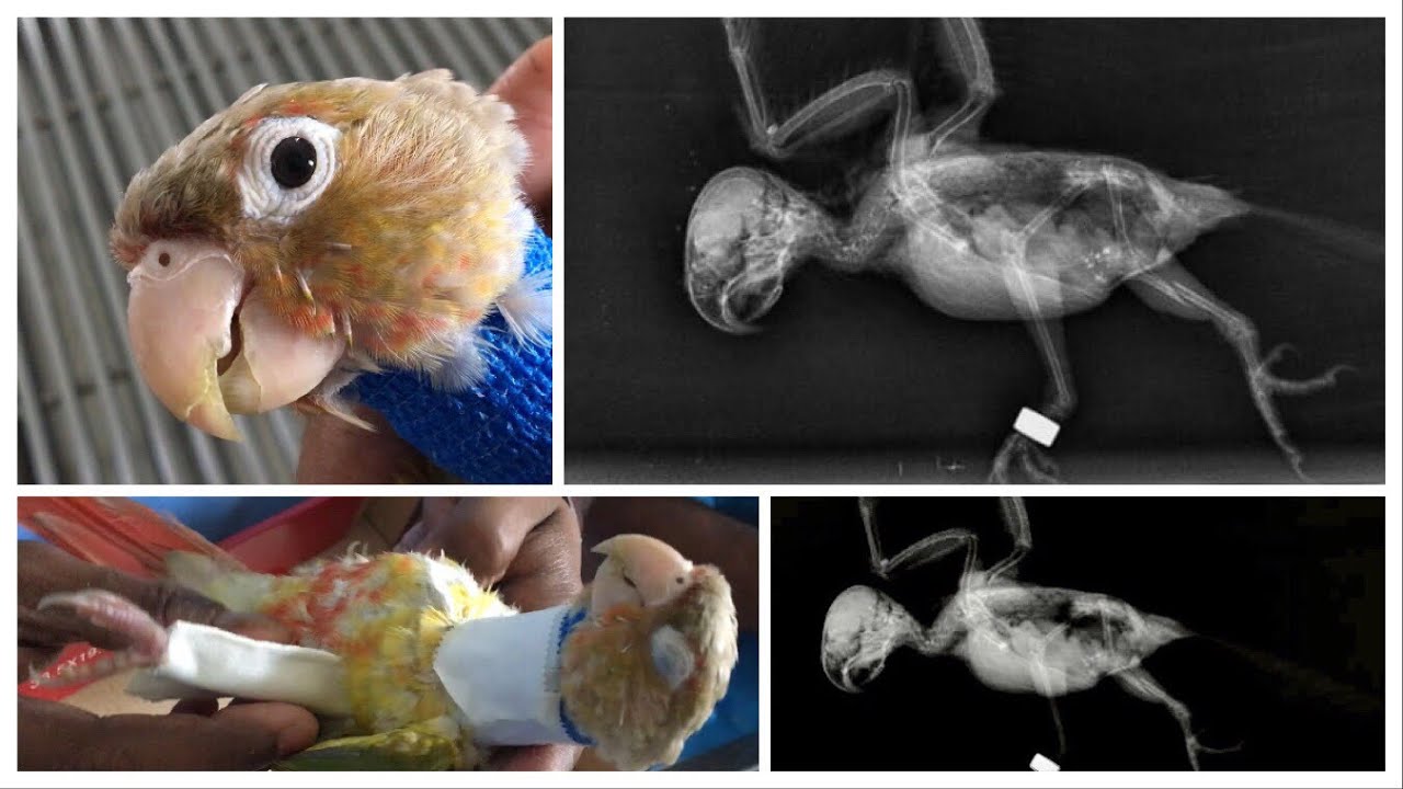 Fracture management in a pet bird | Altman splint - YouTube