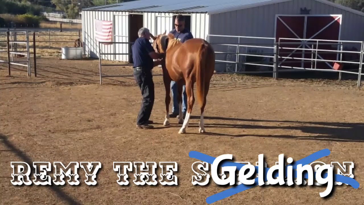 From Stallion to Gelding - YouTube