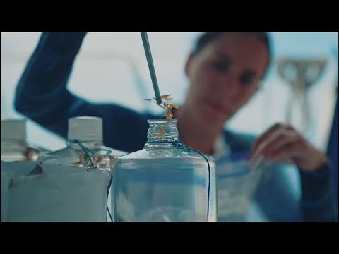 Seafields - How and Why? - YouTube