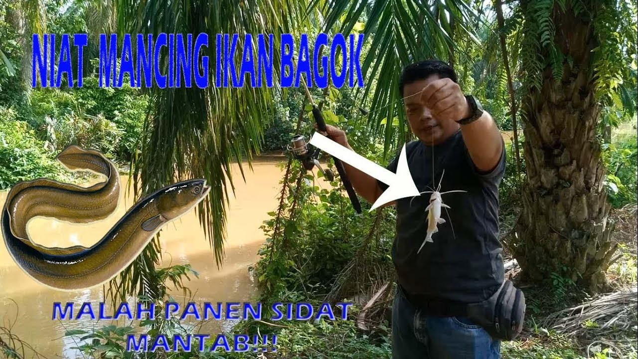 Niat Mancing Ikan Bagok/Baung, Alhamdulillah Penen SIDAT!!! - YouTube