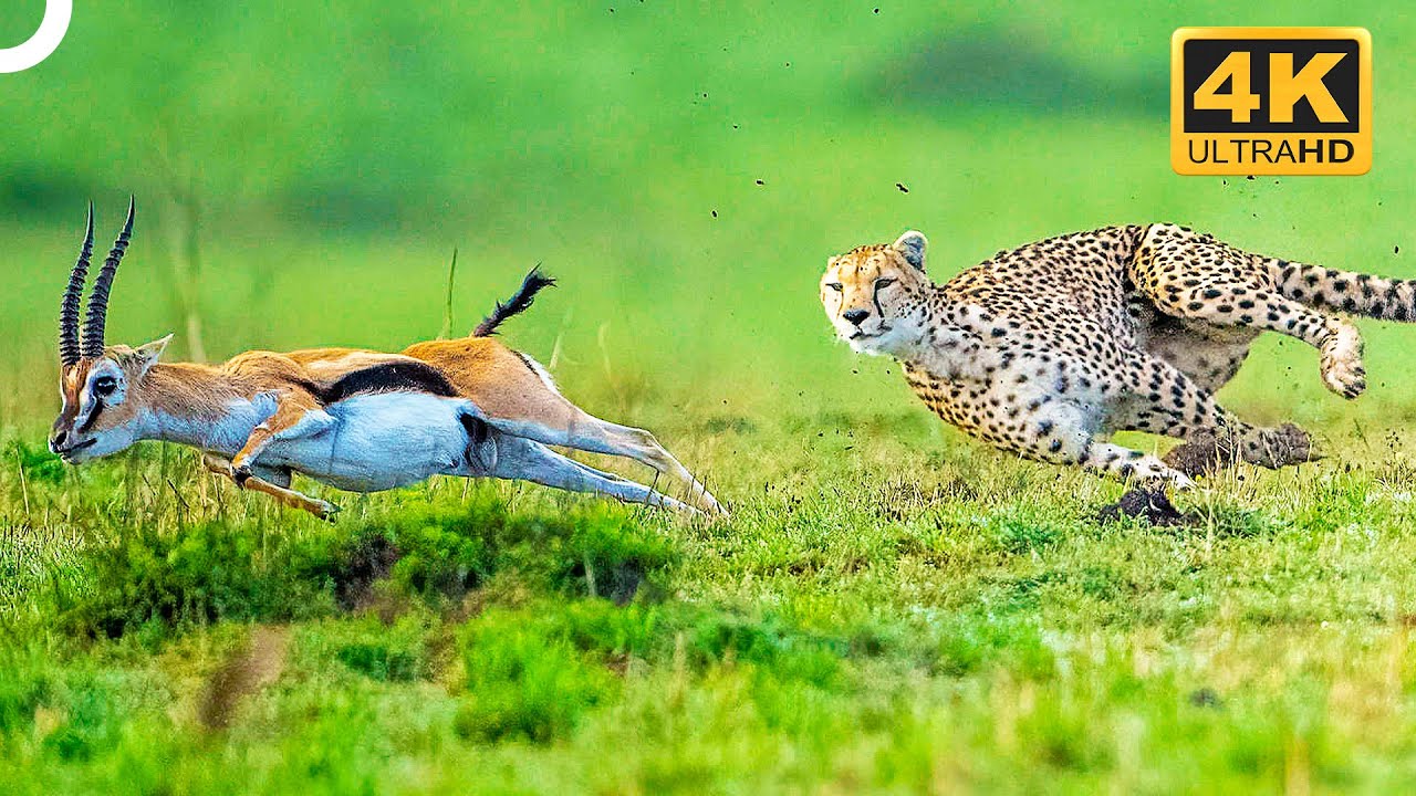 SPEED DEMONS: THE FASTEST RUNNING ANIMAL SPECIES | Wildlife Documentary ...