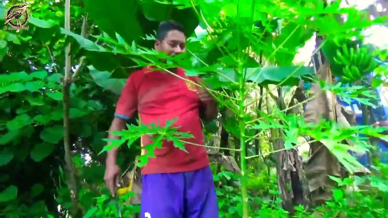 como capar tus árboles de papaya?? #asloasi @El copinol sv5G - YouTube