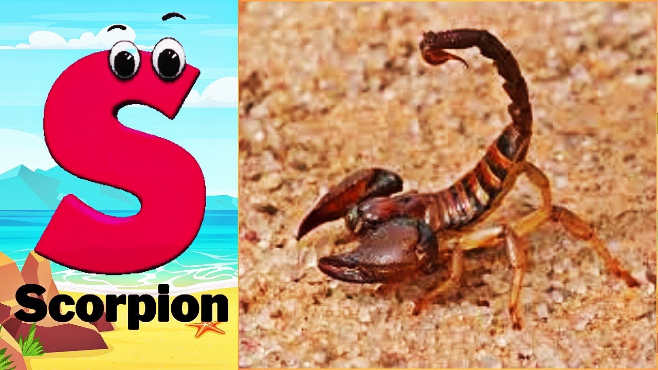 ABC - Alphabet Song - ABC Song - Collection - 2024 #1199 - YouTube