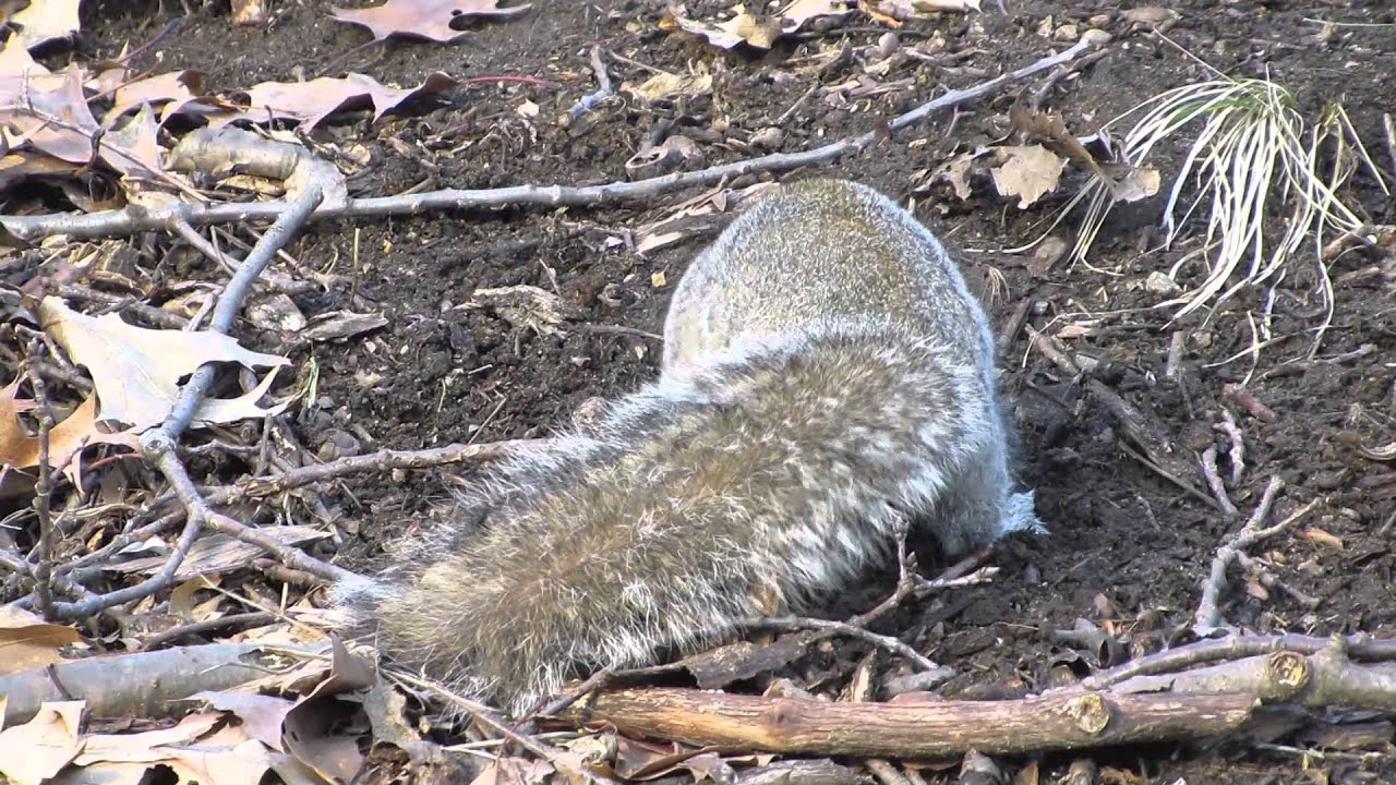 20150321 094 Squirrel Digging In The Dirt Perhaps For An Acorn Buried ...
