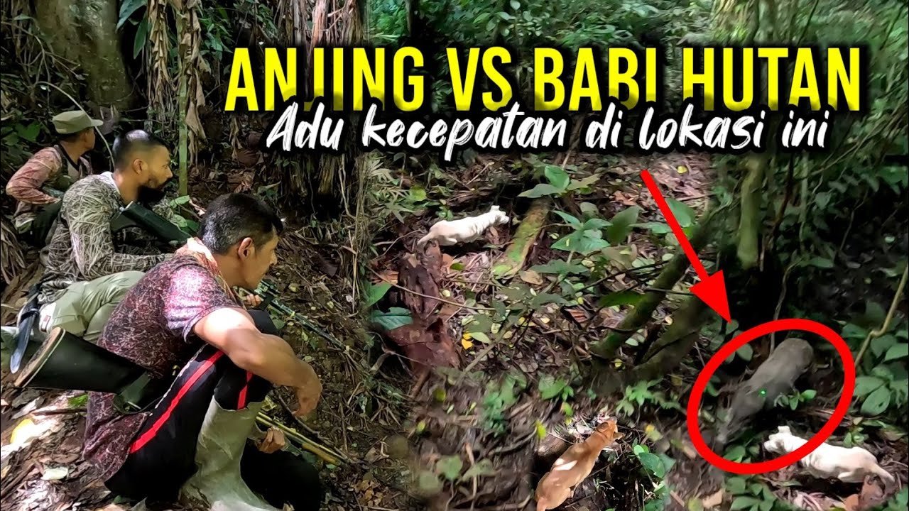 GILA BABI HUTAN ADU KECEPATAN DENGAN ANJING PEMBURU SUPER TANGGUH ...