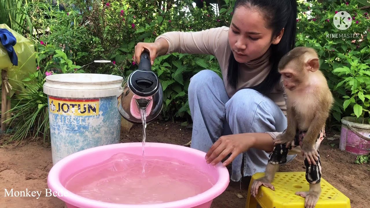 Mom make warm water for baby monkey Bede / Bede swimming so happy - YouTube
