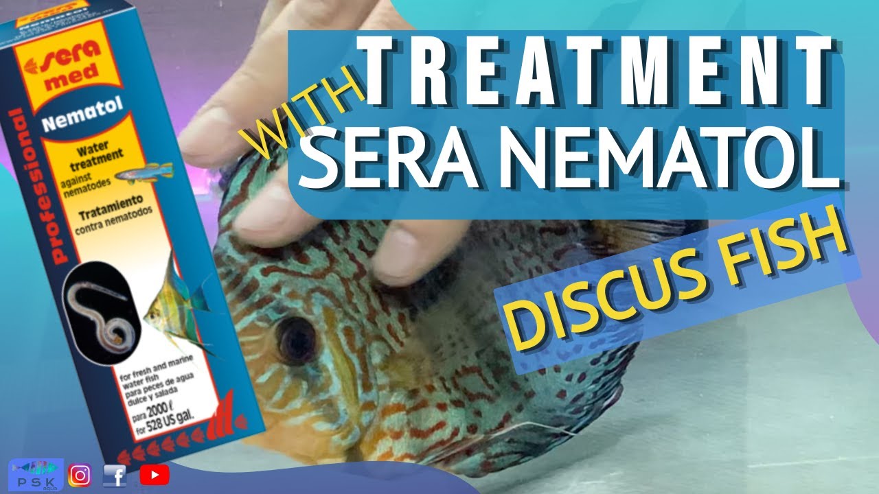 SERA NEMATOL TREATMENT FOR DISCUS FISH - part 3 of the treatment - YouTube