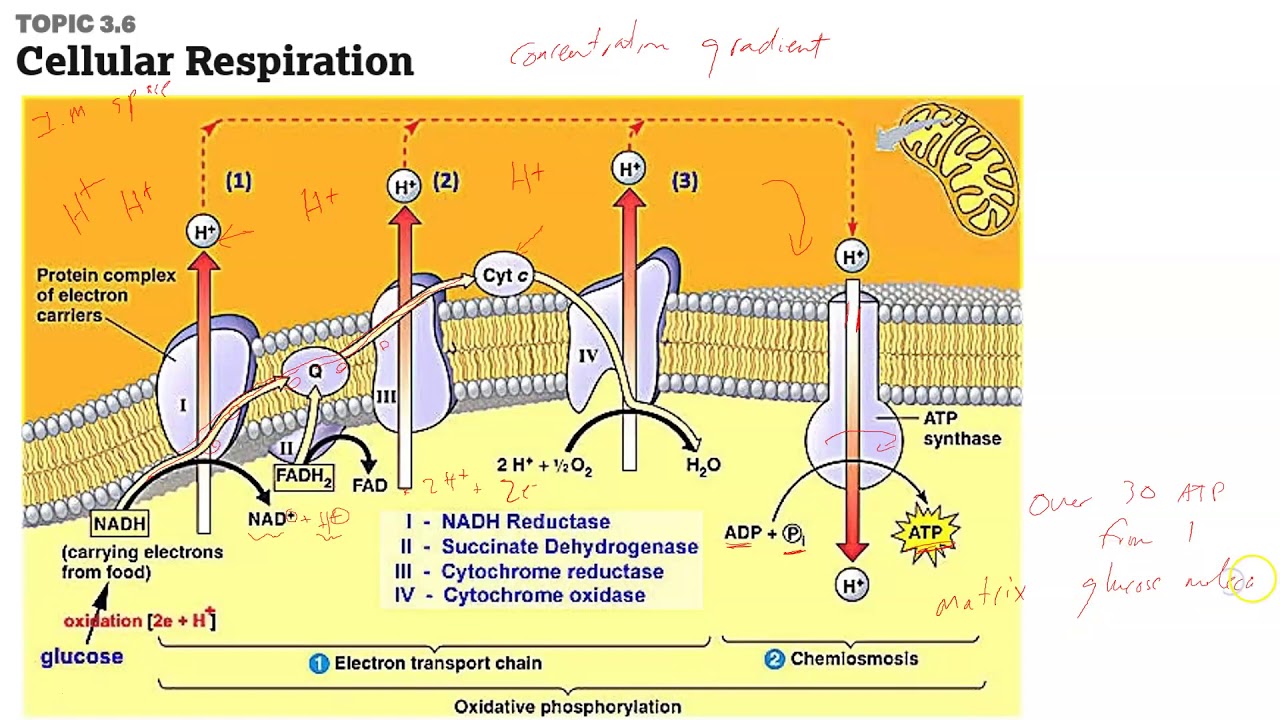 Cellular Energetics 3 6 (3 of 3) - YouTube