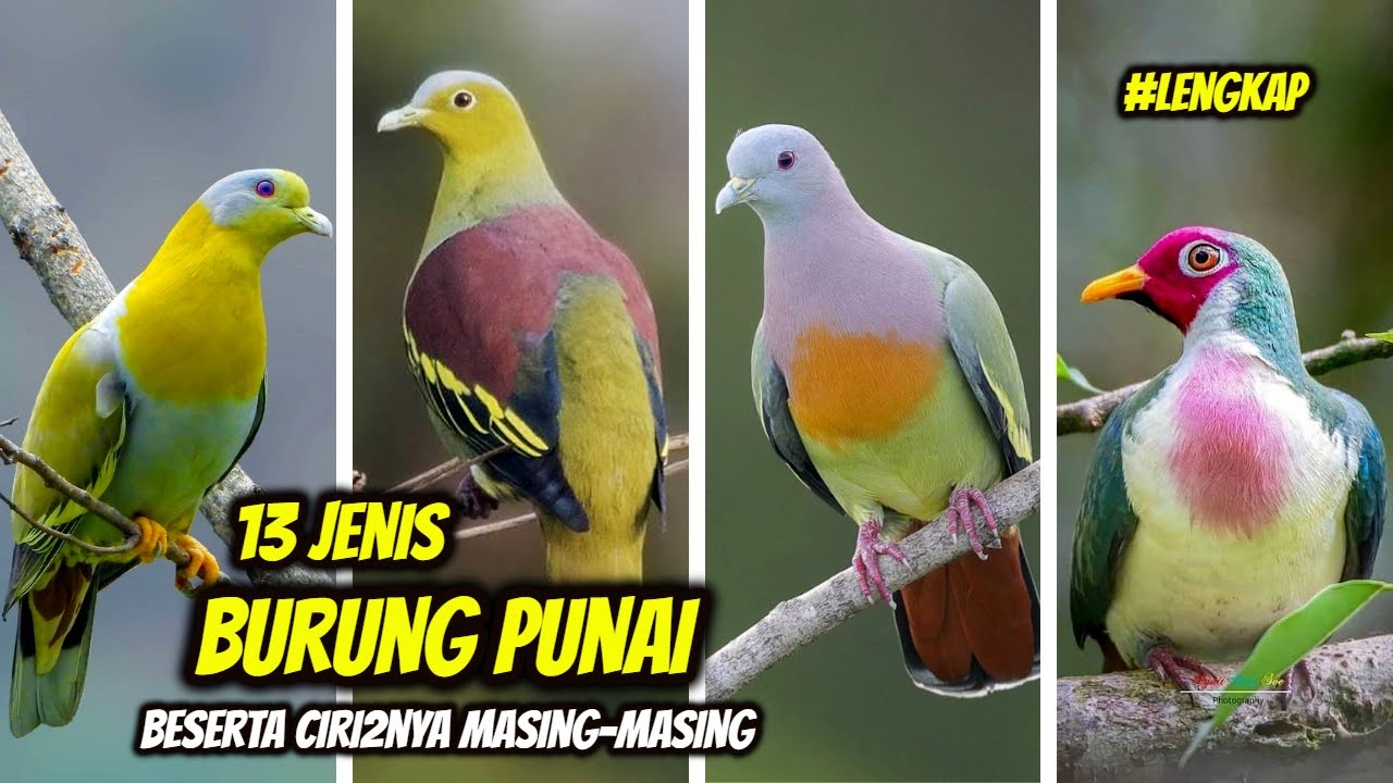 13 Jenis Burung Punai di Indonesia (Jenis2 Punai & Ciri-Cirinya) - YouTube