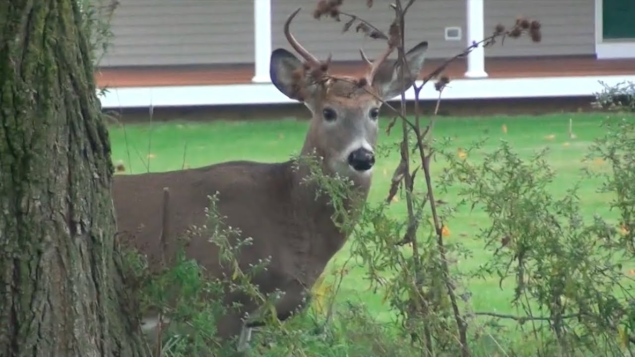 UPSTATE NY Bow Hunting for WHITETAIL DEER. (Ep 3.) - YouTube