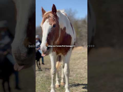 first and last 🥹 #hearthorse #teengirl #equestrain #rideforsugar #fypシ #trend