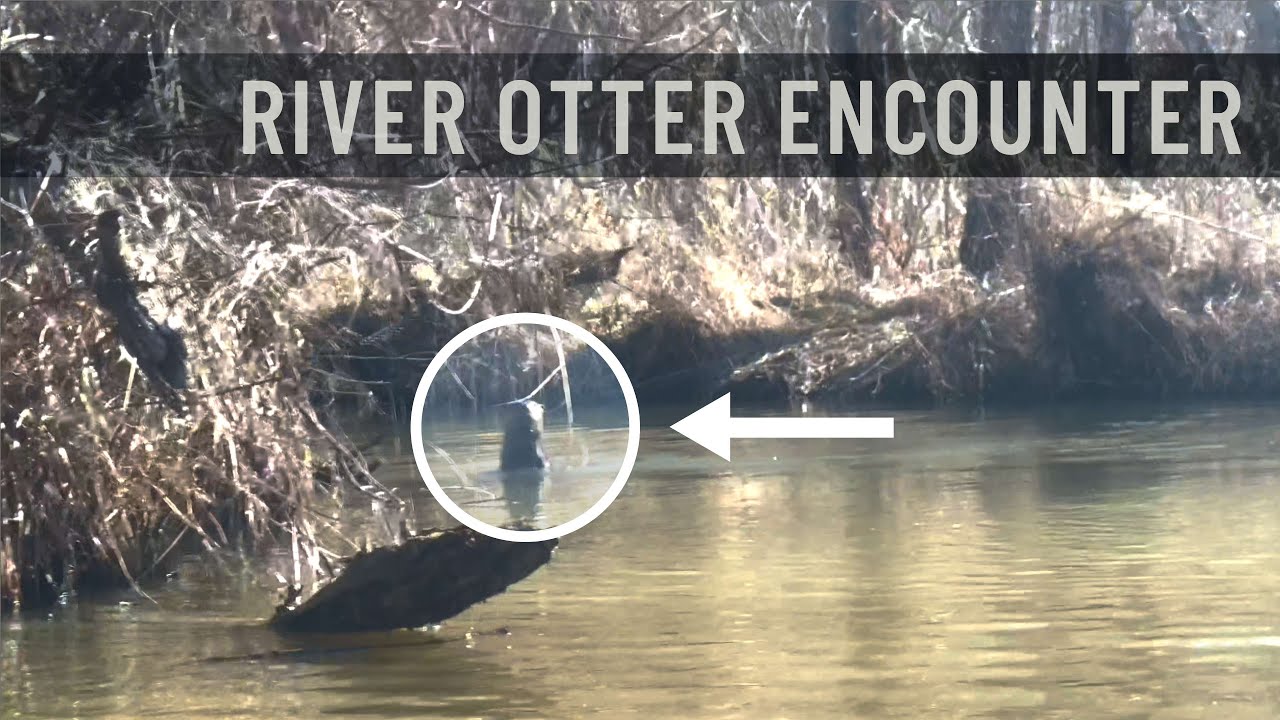 RIver Otter Encounter - Lake Thom-A-Lex - YouTube