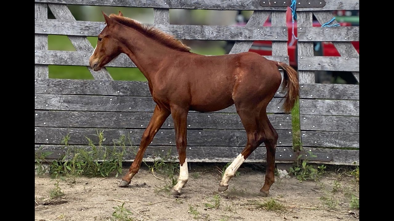2025 AQHA Filly: Smooth As Skeet x TC Sunny Playgirl - YouTube
