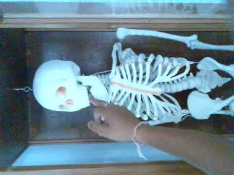 skeleton comedy - YouTube