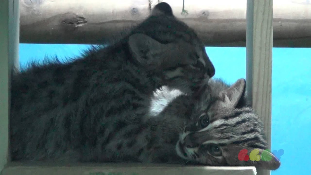 아기 삵 ( Baby Leopard Cat ) - YouTube