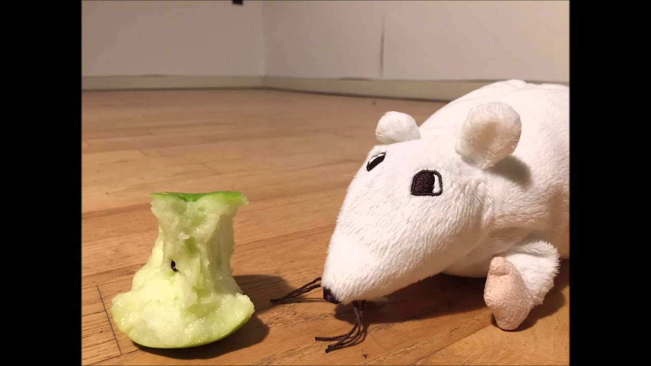 Albert eats fruit - YouTube