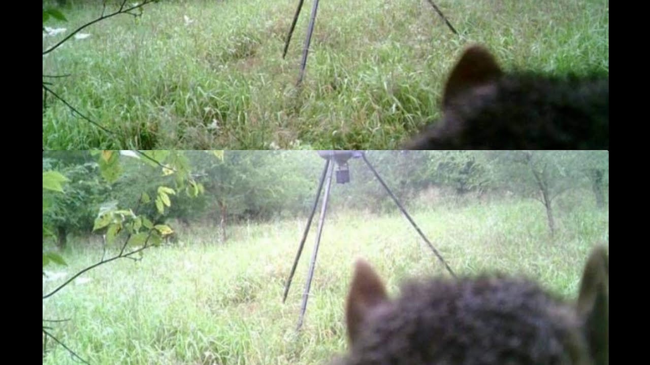 Episode 2: Q&A with Red Cryptids about the Unknown Creature On Trail ...