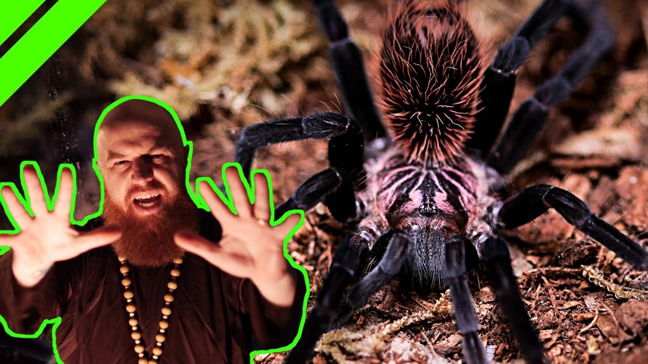 Top 10 TERRIFYING Tarantulas! HUGE Spiders, BAD Attitudes - YouTube