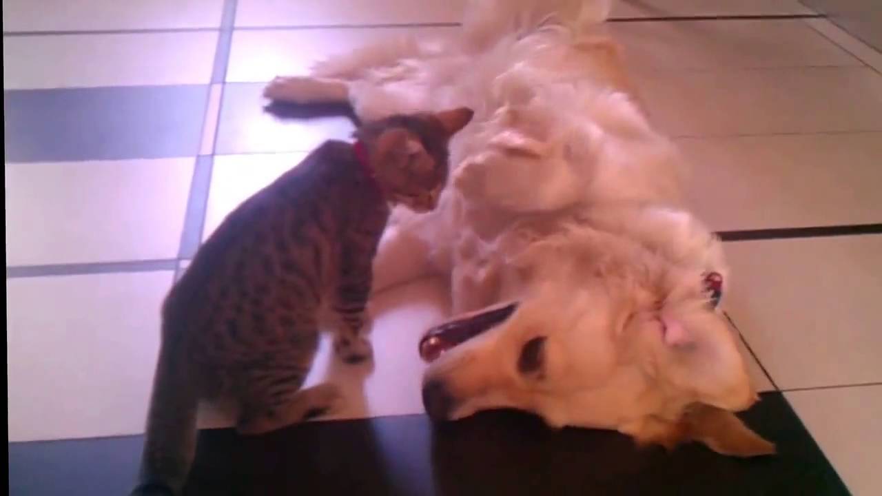 Funny Cat Videos Funny Cats Compilation 2016 You Cant Stop Laughing