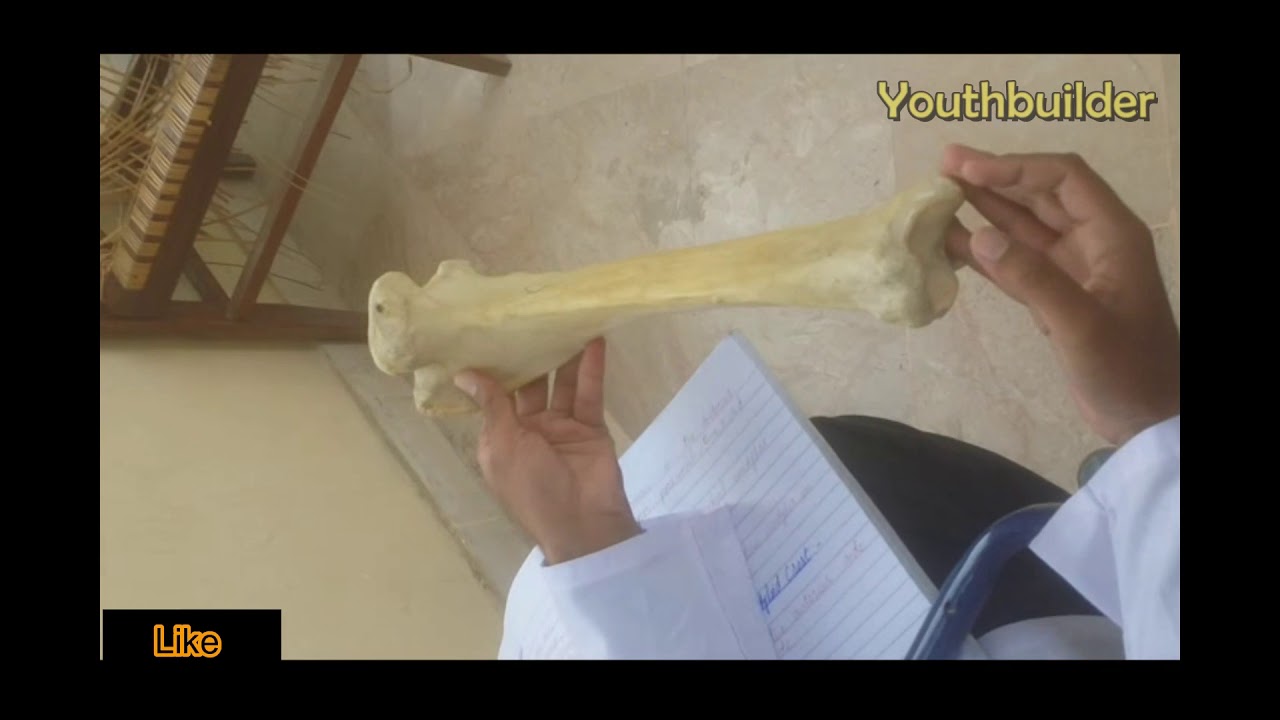 Tibia of horse - YouTube