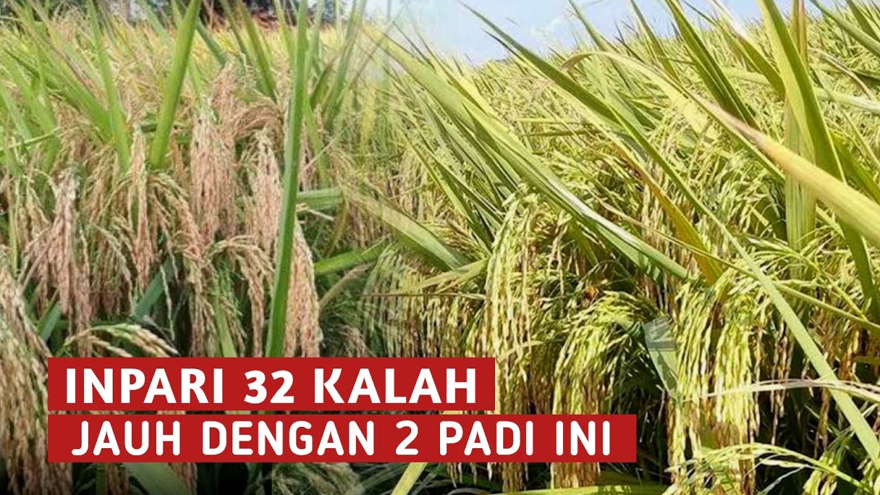 HASIL PRODUKSI PADI INI 2X DARI PADI INPARI 32 PADI BARU INI LAYAK DI ...