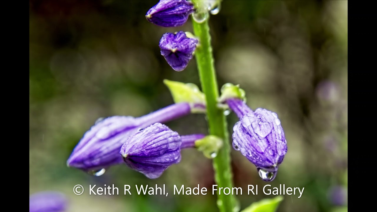 Elsa's Hosta by Keith R Wahl, Made From RI Gallery - YouTube