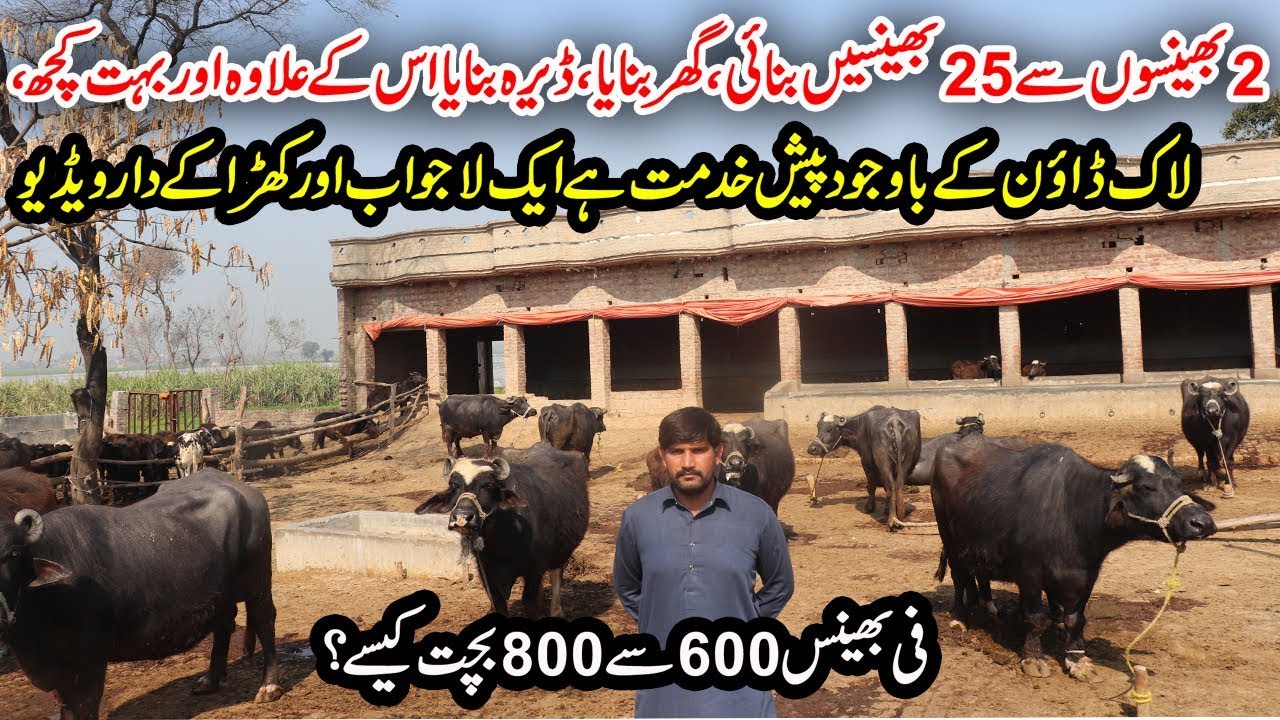 Okara Buffaloes Farming in Pakistan | 600 to 800 Profit Per Buffalo ...