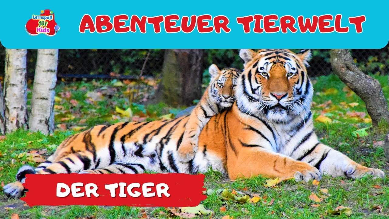 Abenteuer Tierwelt | der Tiger | Tiere lernen für Kleinkinder - YouTube