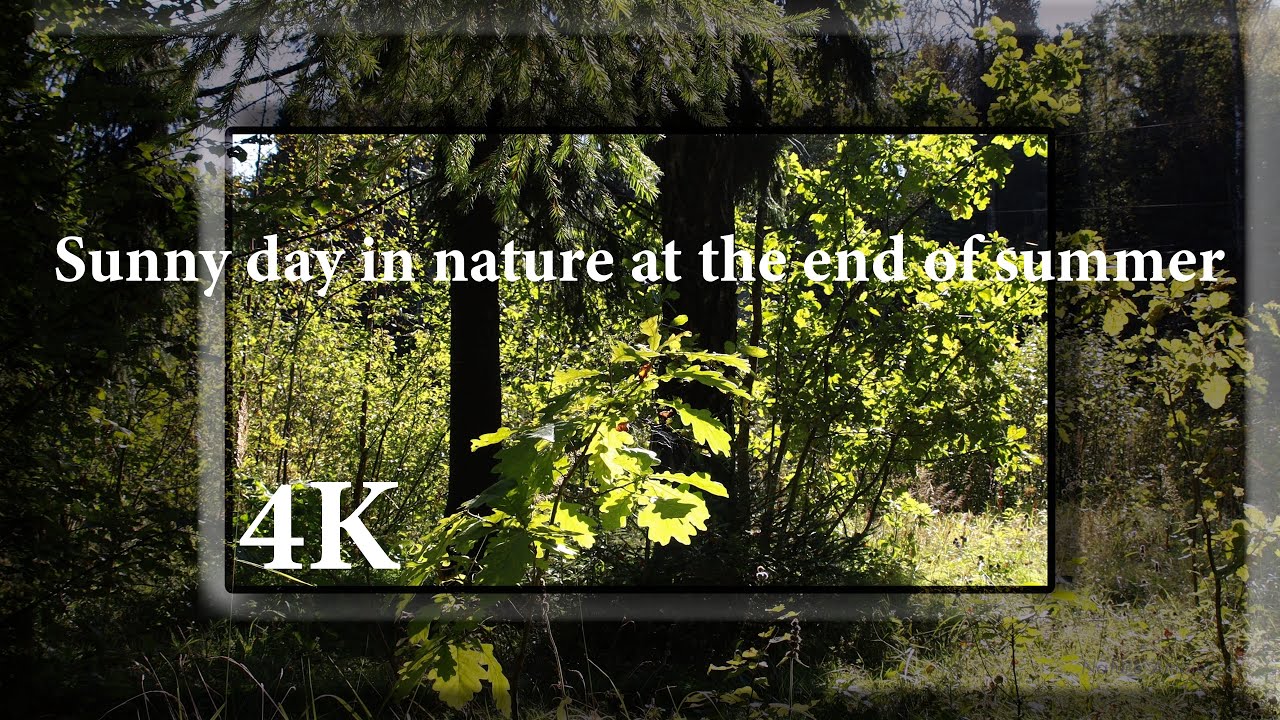 Sunny day in nature at the end of summer 4K - YouTube