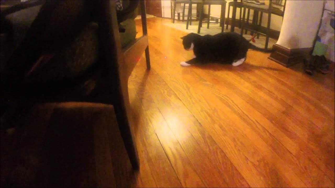 Laser Pointer/ Kitty Cat GoPro - YouTube
